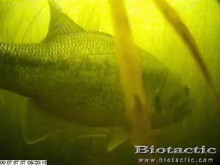 Animated Fish and Wildlife from the BRAVO Network - Biotactic Inc.