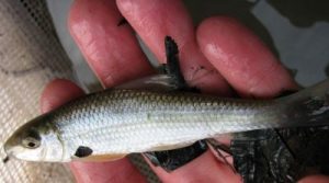 Fish Movement in the Welland River Watershed - Biotactic Inc.