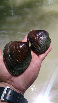 Ontario Freshwater Mussel Identification - Biotactic Inc.