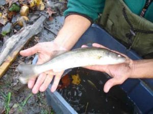 Fish Movement in the Welland River Watershed - Biotactic Inc.