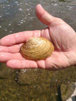 Ontario Freshwater Mussel Identification - Biotactic Inc.
