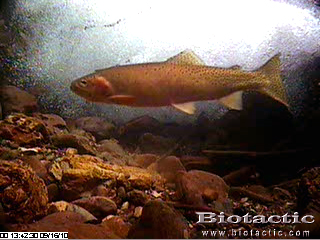 screenshots - Biotactic Inc.