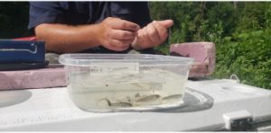 Biotactic Fisheries Research & Monitoring - Biotactic Inc.